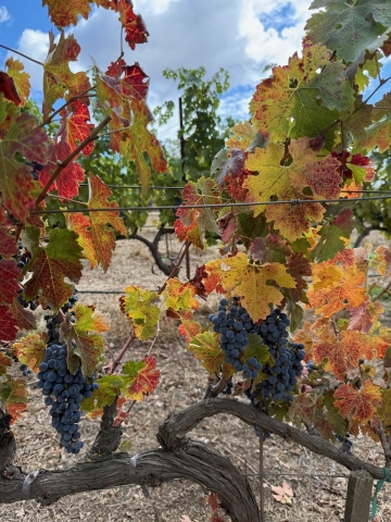 RustRidge Ranch & Winery