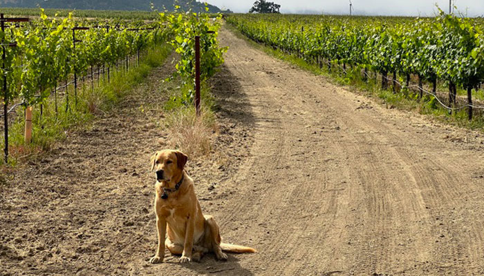 RustRidge Ranch & Winery