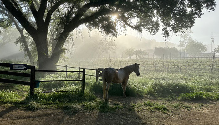 RustRidge Ranch & Winery
