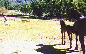 RustRidge Ranch
